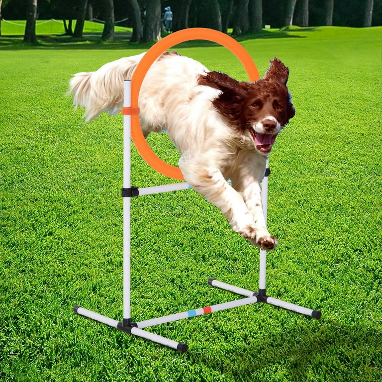 Dog Agility Jump