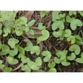 50 SPADELEAF Edible Coinwort Centella Asiatica Gotu Kola Herb Pink ...