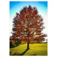 TriStar Plants - Pin Oak Tree (Quercus Palustris) ABP Pot - Fast ...