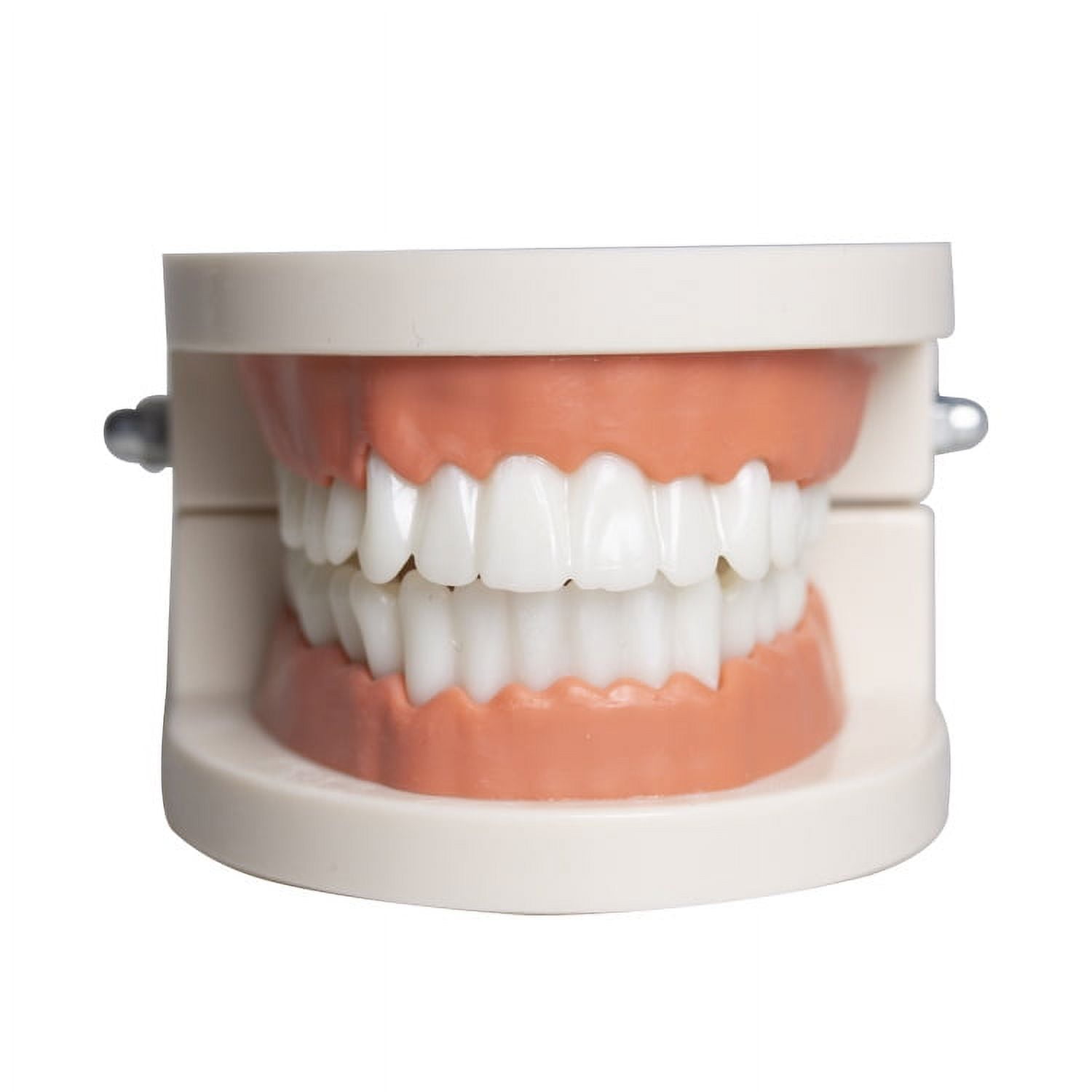 Modelo de dientes estándar, modelo de cepillado dental para niños ...