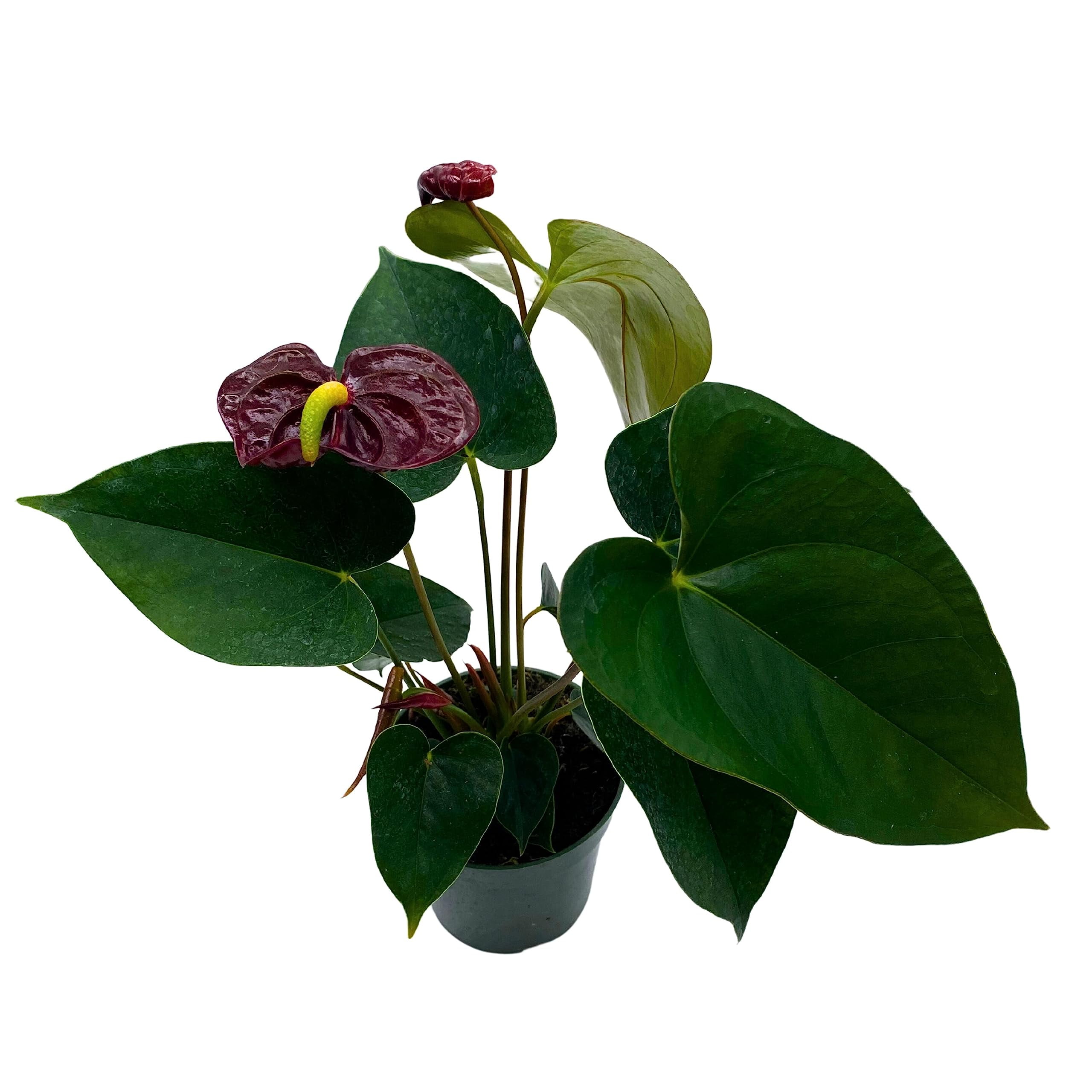 Burgundy Anthurium, Flamingo Flower, Ombre Sempre, Red Peace Lily ...