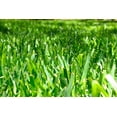 St. Augustine 'Seville' Sod - 9 Live Plugs - Drought, Salt & Shade ...