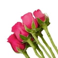 Hot Pink Roses Gift - Farm Direct Fresh Cut Flowers - 24 Stems - by ...
