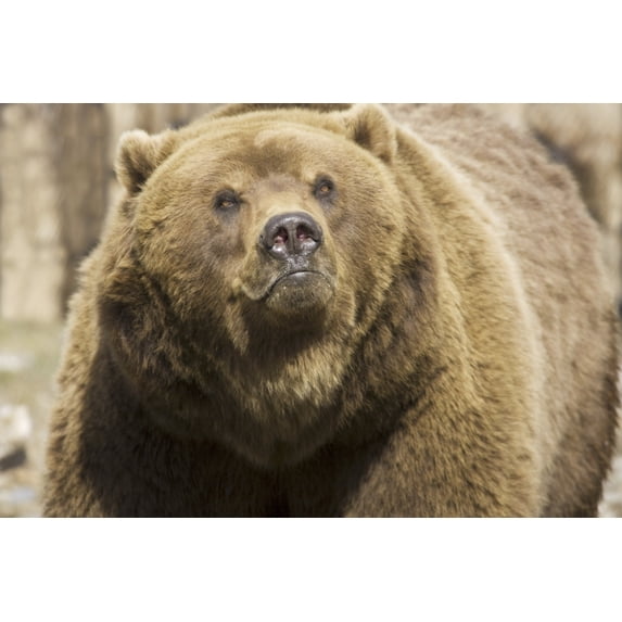 Captive Grizzly At The Alaska Zoo Southcentral Alaska Canvas Art ...