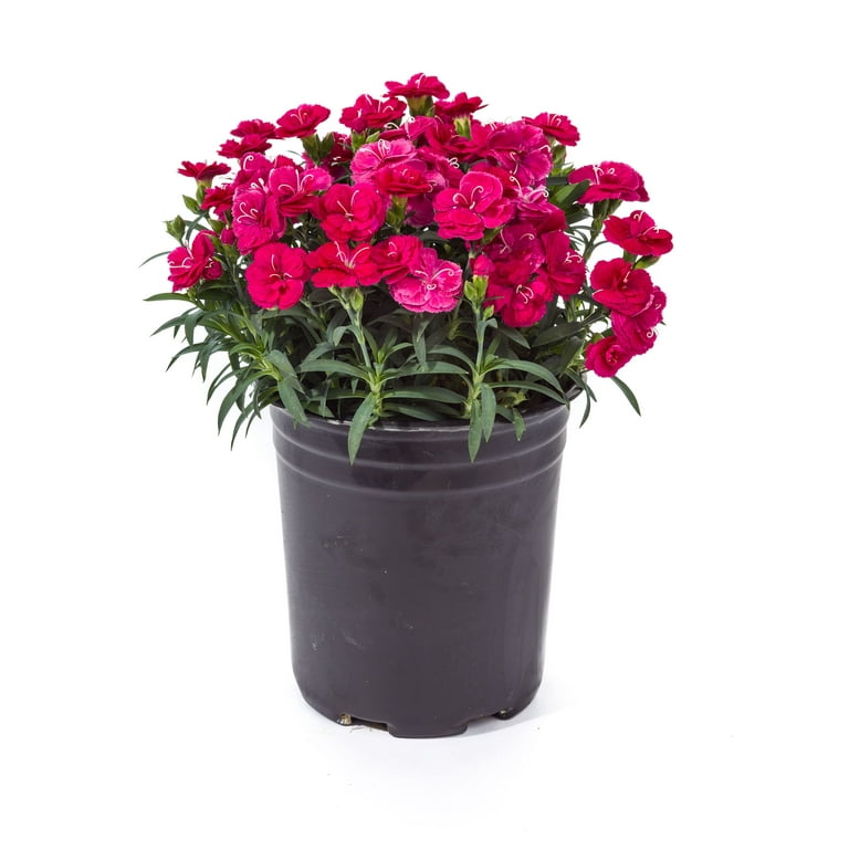 Monrovia Red Dianthus In Pot In The Annuals Department At , 43% OFF