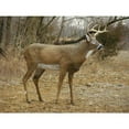 Flambeau Outdoors, 5965MS Master Series Boss Buck, Deer Decoy, Brown ...