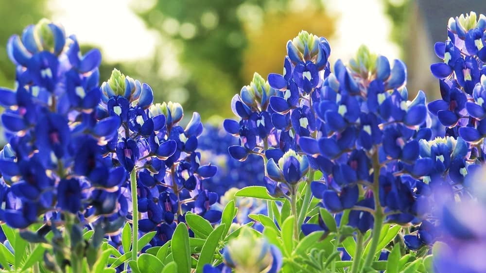 Texas Bluebonnet Wildflower Seeds for Planting - 100+ Seeds - Vibrant ...