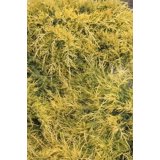 Gold Lace Juniper - 3 Live Plants - Juniperus Chinensis - Evergreen ...