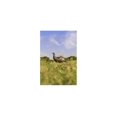 Flextone Thunder Chick Upright Decoy - Walmart.com