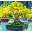 Bonsai Flamboyant Flame Tree Seeds to Grow | 20 Seeds | Delonix regia ...