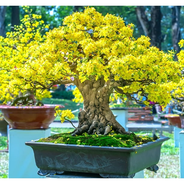 Flowering Apricot Bonsai Tree Seeds - 3 Large Seeds for Planting ...
