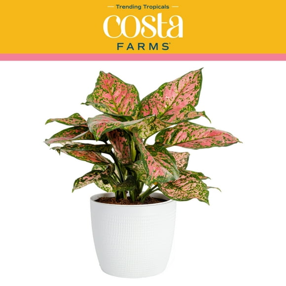 Costa Farms