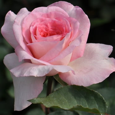 Heirloom Roses Rose Bush - The Peace Hybrid Tea Plant , Live Fragrant ...