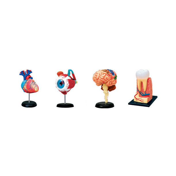 -Torso Human Body Model Removable Parts Education Organs Model for ...