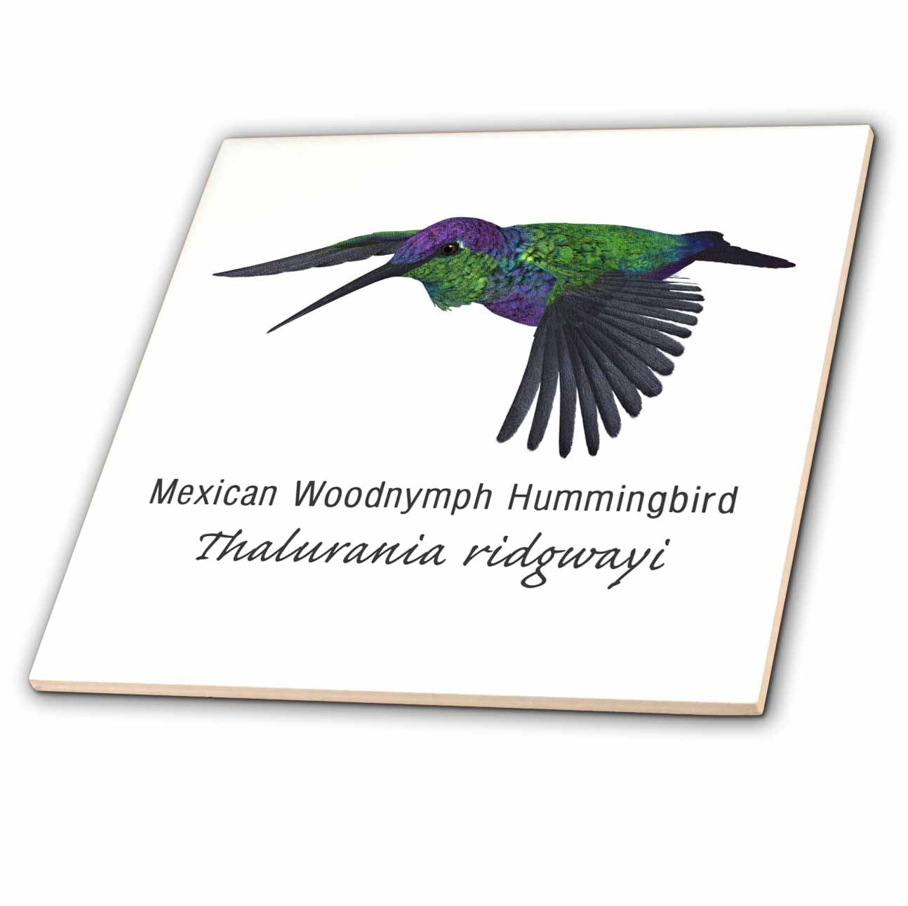 3dRose Mexican Woodnymph Hummingbird - Ceramic Tile, 12-inch - Walmart.com