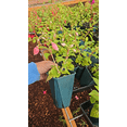 Dancing Flame Fuchsia Plant Live for Planting, Fuschia Plant, Fuschia ...