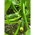 50 Seeds COCOZELLE di Napoli SQUASH Italian Zucchini Cucurbita Pepo ...