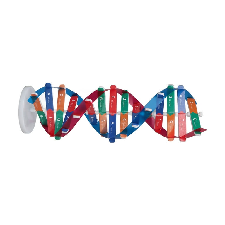 Human Dna Structure Model