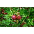 3 Little Ben Gooseberry Plant in 3.5" Pots - Walmart.com