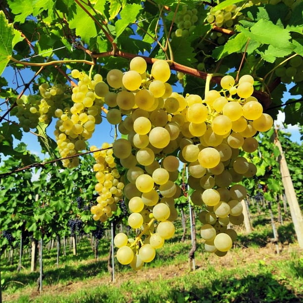 Amazing Pixie Riesling Grape Vine Plant -2.5" Pot- World's 1st Dwarf ...