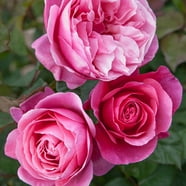 Heirloom Roses - Bolero Rose Bush - White Floribunda Rose Plants ...
