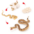 2X Realistic Animal Life Growth Cycle Biological Model Toys Snake ...