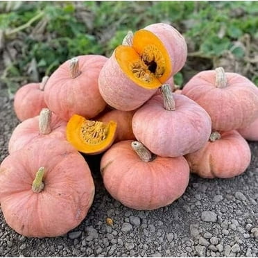Silver Edge Pumpkin Seeds for Planting (10 Seeds) - Exotic Striped ...