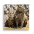 3drose, Brazil. a Capybara Sitting in Muddy Water with Its Offspring ...