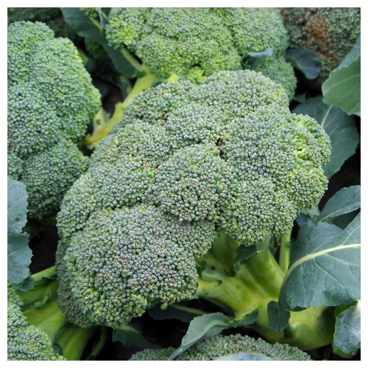 Everwilde Farms - 1 oz Organic Waltham Broccoli Seeds - Gold Vault Bulk ...