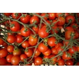100 Seeds Red SWEETIE CHERRY TOMATO Super Sweet 1" Lycopersicon Fruit ...