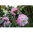 Grace Albritton Pink Camellia Japonica - Blooming Garden Outdoor ...
