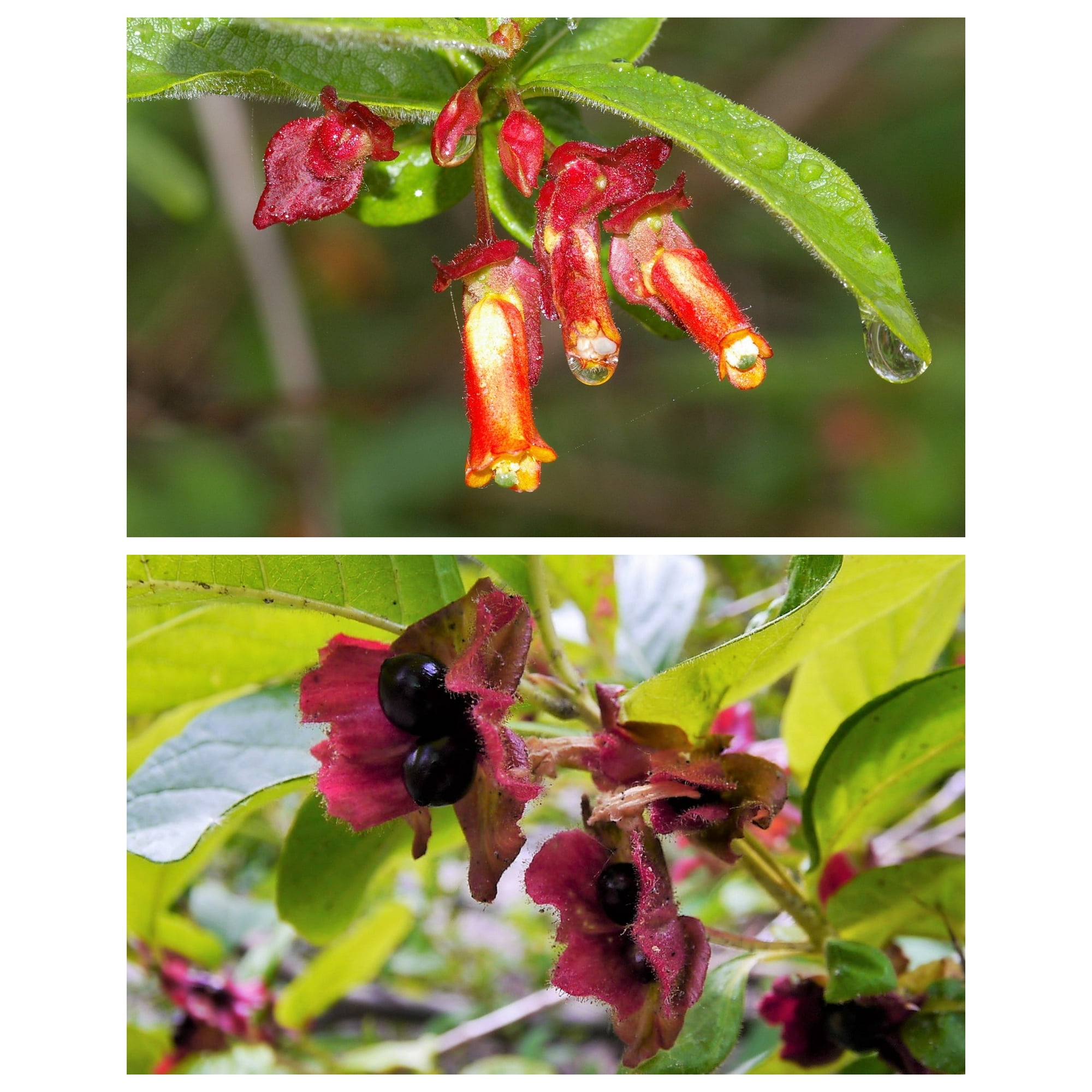 Click here for Seedville Usa 25 Twinberry Honeysuckle Lonicera In... prices