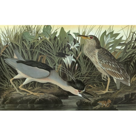 Audubon: Heron. /Nblack-Crowned Night Heron (Nycticorax Nycticorax ...