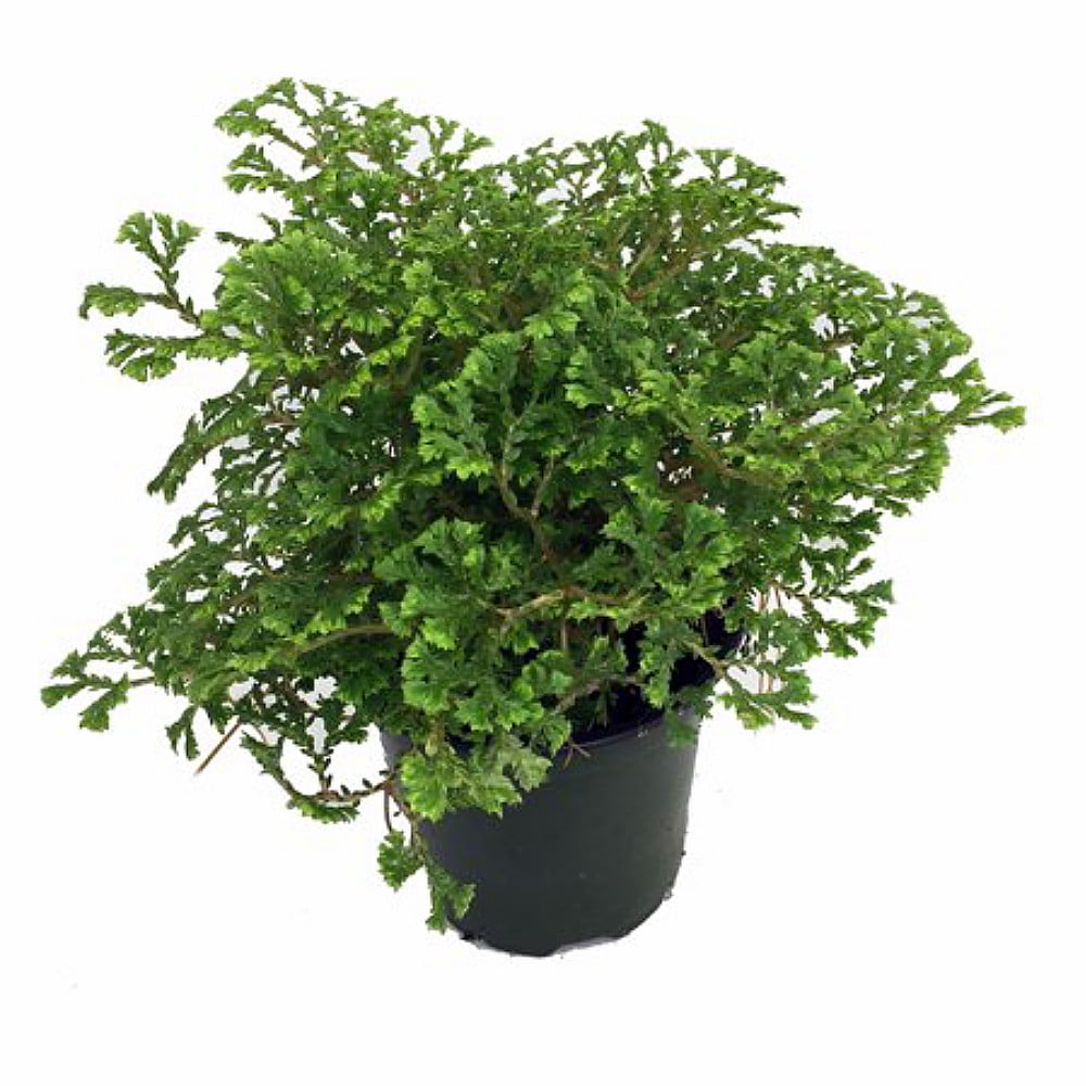 Avatar Spike Moss - Selaginella - Houseplant/Terrarium - 4" Pot ...
