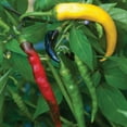 Burpee Piñata Blend Hot Pepper Vegetable Seed, 1-Pack - Walmart.com
