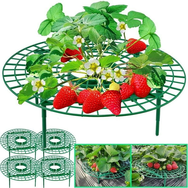 5 Pack Strawberry Supports - Strawberry Plant Support Strawberry ...