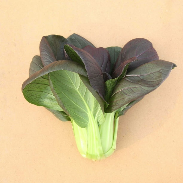 Cabbage Seeds - Pak Choi - Red Choi - Hybrid - 2 g Packet ~360 Seeds ...