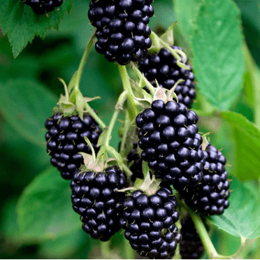 Eclipse BlackBerry Plant - Live Plant in a 2 Inch Pot - Rubus - Fruit ...