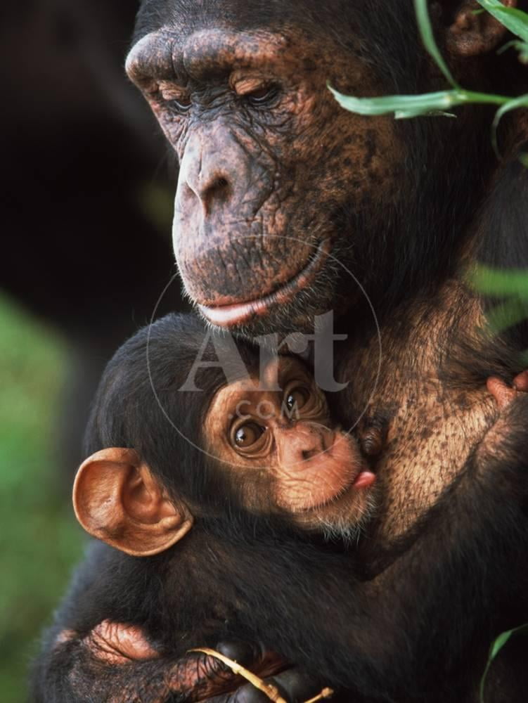Chimpanzee Mother Nurturing Baby, Animals World Culture Unframed ...