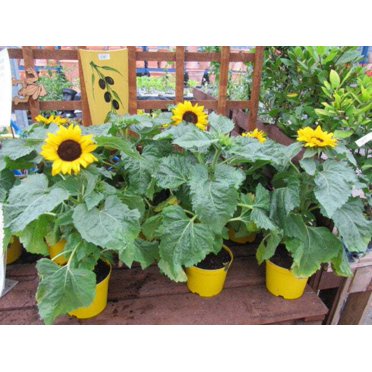 Ruby Passion Sunflower Flowering Seeds, 15 seeds per pack - Walmart.com