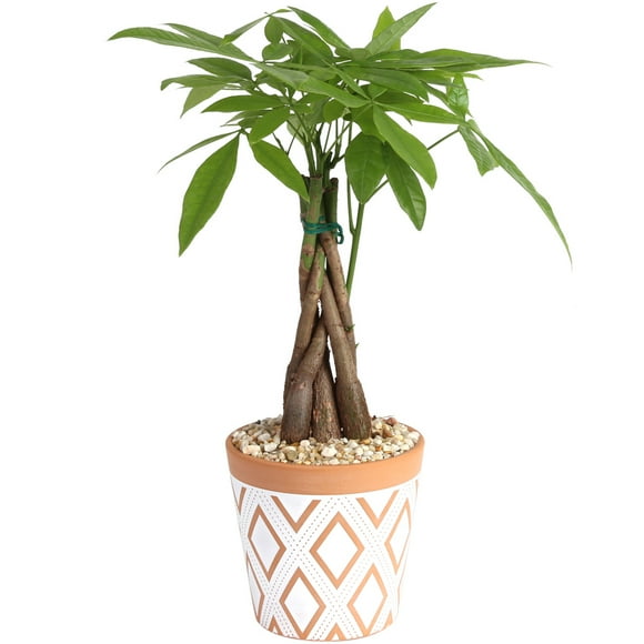 Indoor Money Tree