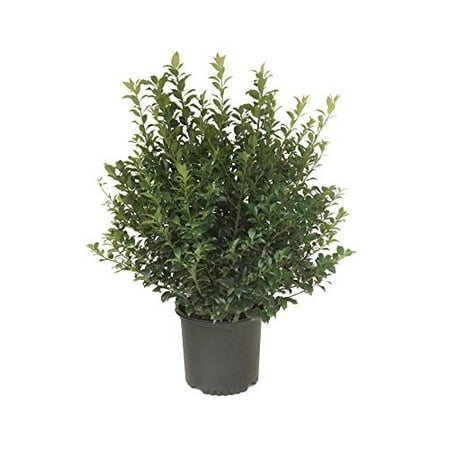 Premier Plant Solutions 14006 Blue Holly China Boy Ilex X Meserveae, 3 ...