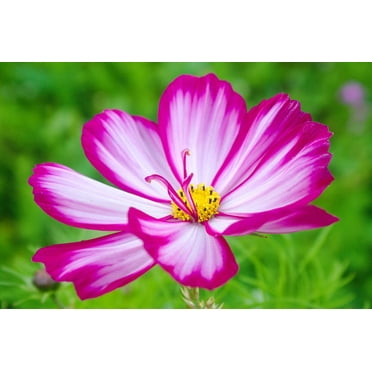 Seedville USA Cosmos Sea Shells Flower Seeds, 200 Seeds, White Pink ...