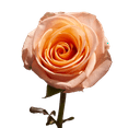 Two Dozen Peach Roses Beautiful Fresh Cut Flowers Express Delivery