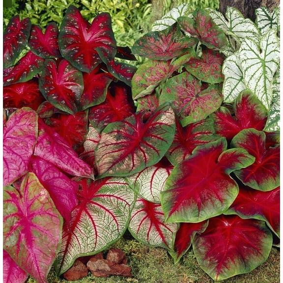 Fancy Green and White Caladium Bulbs for Planting - Easy to Grow ...