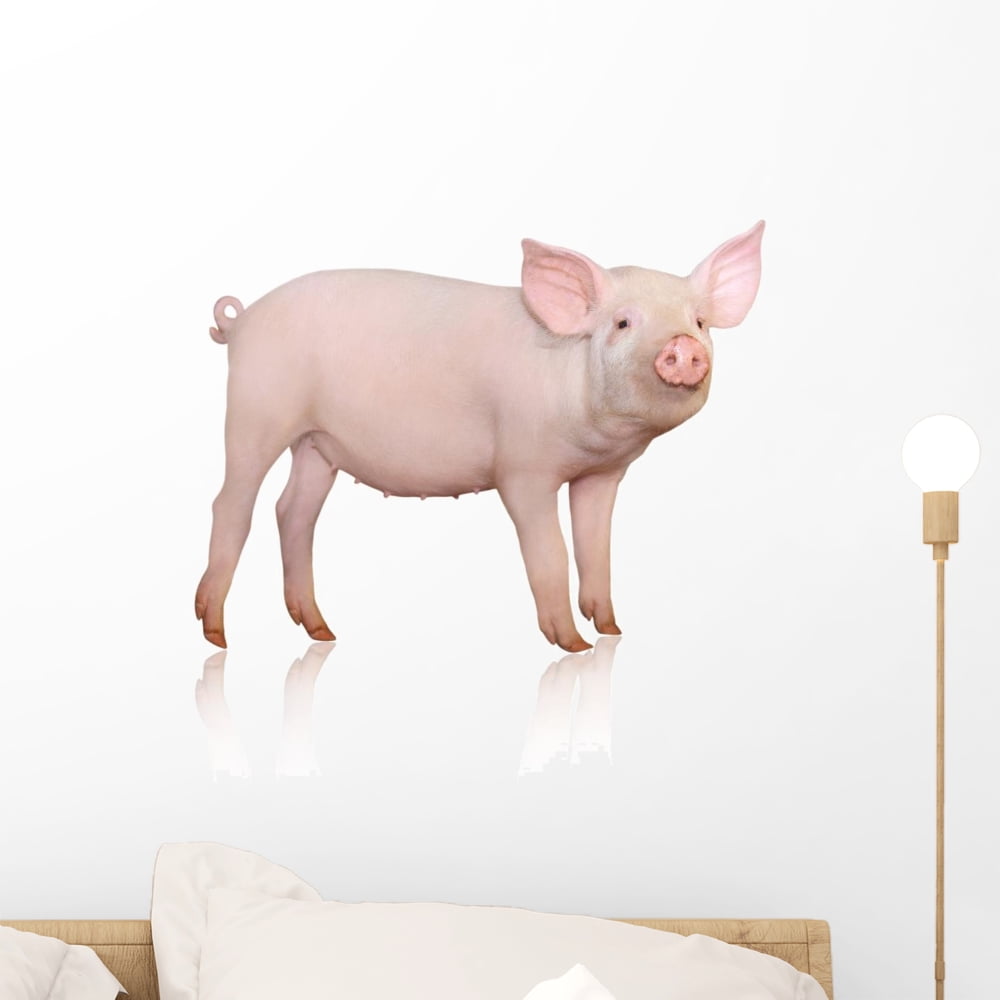 Pig Wall Decal by Wallmonkeys Peel and Stick Graphic (18 in W x 17 in H ...