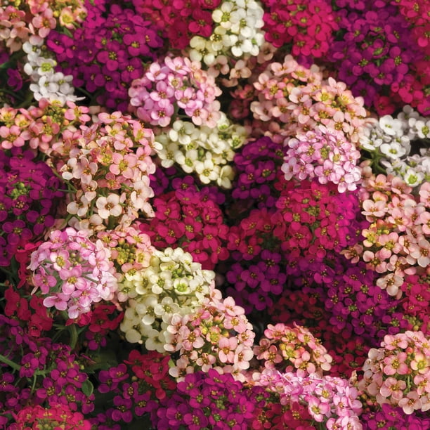 Alyssum Colors