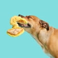 BARK Main Squeeze Cheese Dog Toy, Super Stretch Bungee, XS to Medium ...