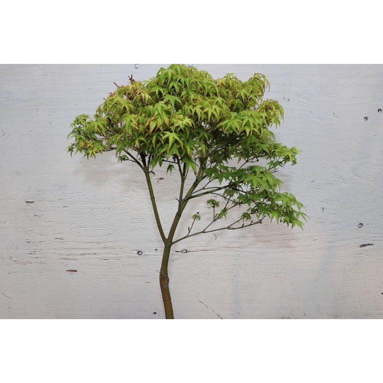 Dwarf Green Japanese Maple