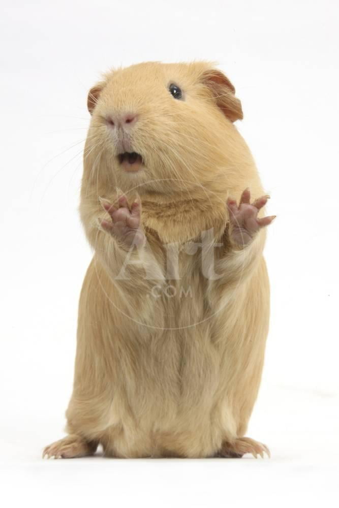 Yellow Guinea Pig Standing Up And Squeaking, Against White Background ...